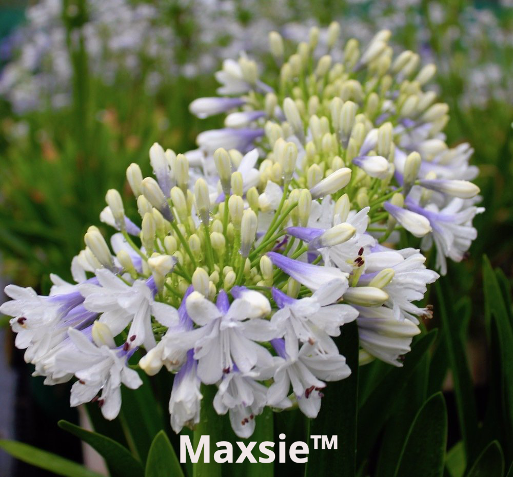 Agapanthus Madison™
