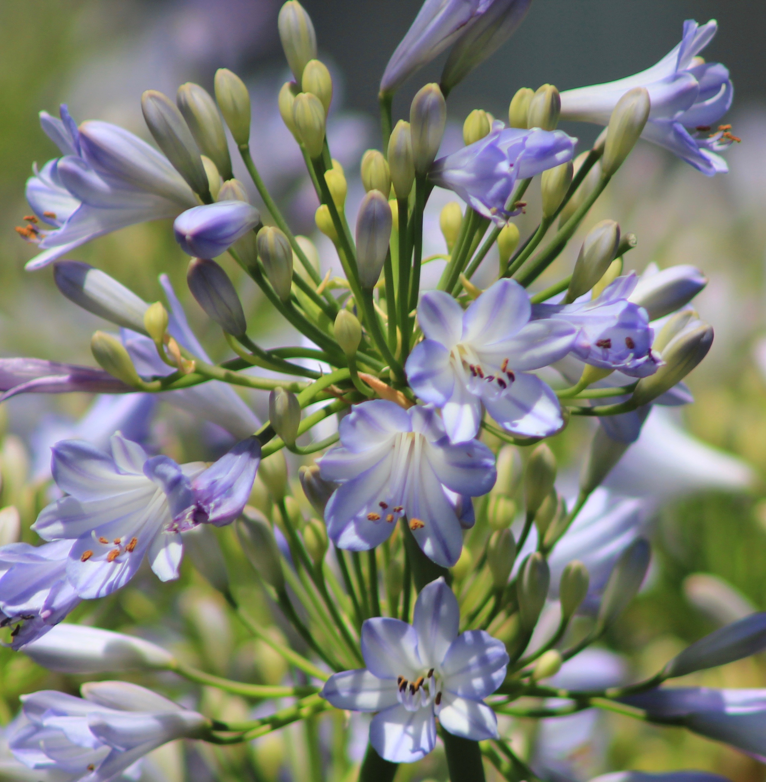 Agapanthus Bella™