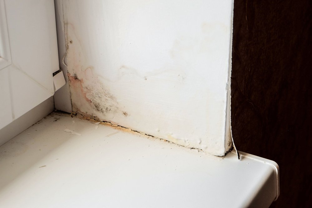 Signs of Hidden Mold Growth in a Minneapolis Home