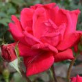 Premium Nursery Selection | Reds Garden Center | Northbrook & the North ...