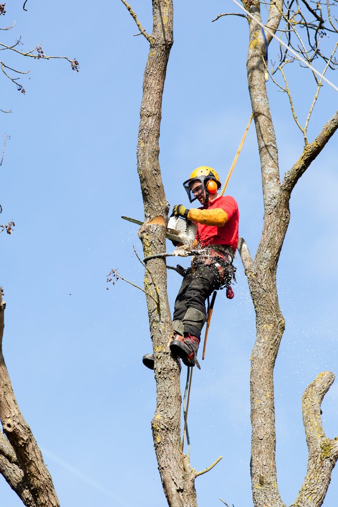 Tree Removal, Trimming & Brush Pickup in Rosemount MN | On Time Tree ...
