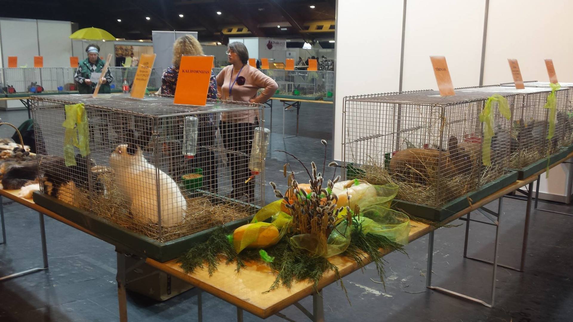 Latvijas Šķirnes trušu audzētāju asociācija - attēlu galerijas