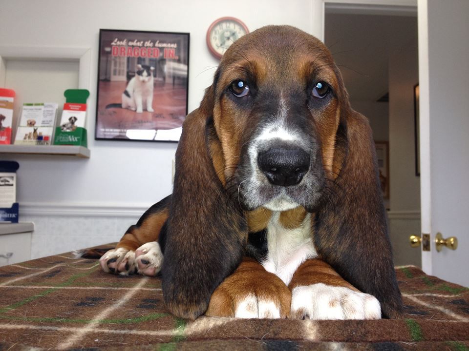 Breeding A Better Basset Hound | Stud Hound Bassets