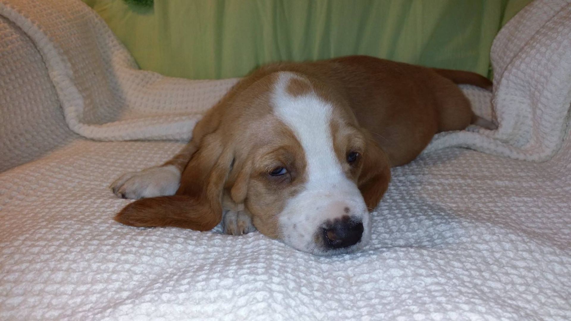 Breeding A Better Basset Hound | Stud Hound Bassets