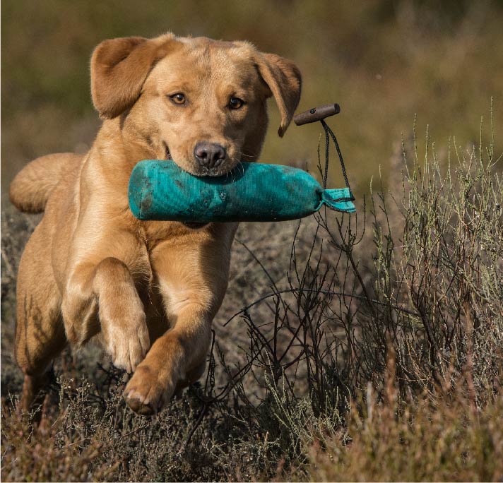 Charity helping Foster, Adopt and Rehoming Labradors in need