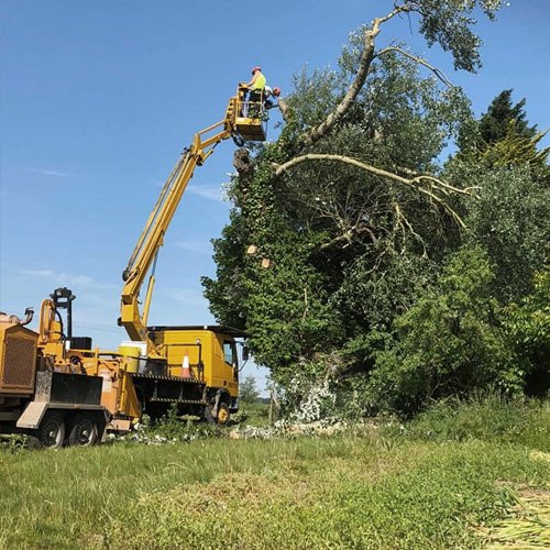 Tree surgeons | Arb-Core Tree Care Ltd