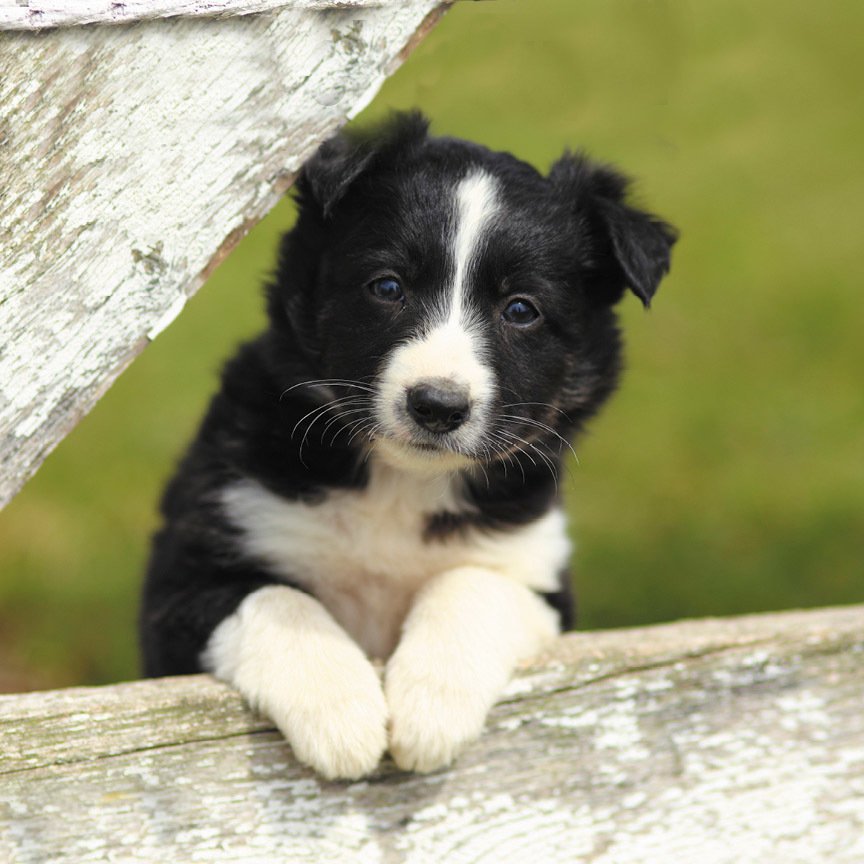 Border Collie en Venta | Criadero Collie.mx Mexico