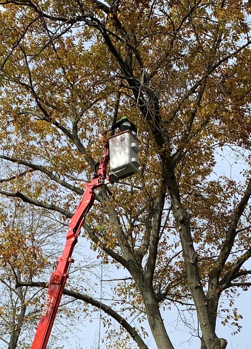 stump removal Rochester, NY – Weber Tree Inc