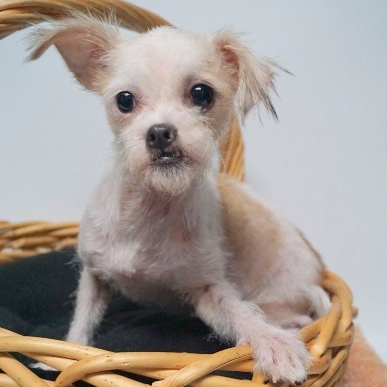 New Leash On Life | Tennessee Animal Rescue | Joy Animal Clinic