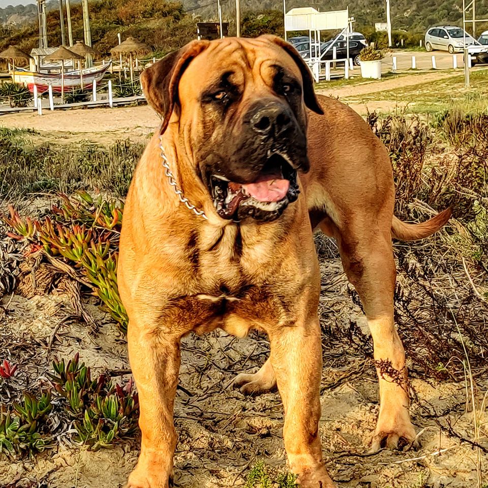 Boerboel Portugal - Site Oficial