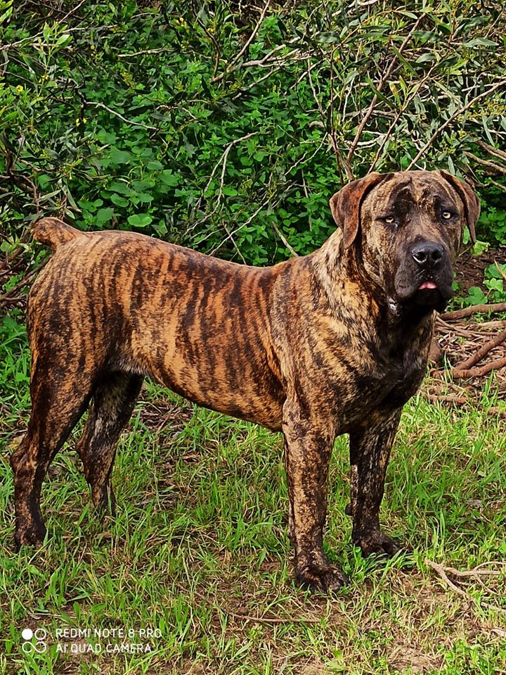 Boerboel Portugal - Site Oficial