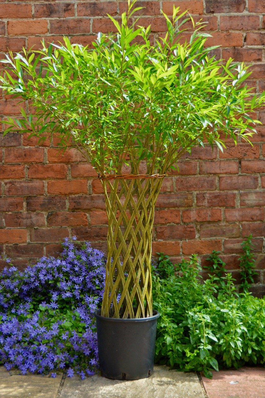 Jenny Crisp Basket Maker & Willow Grower