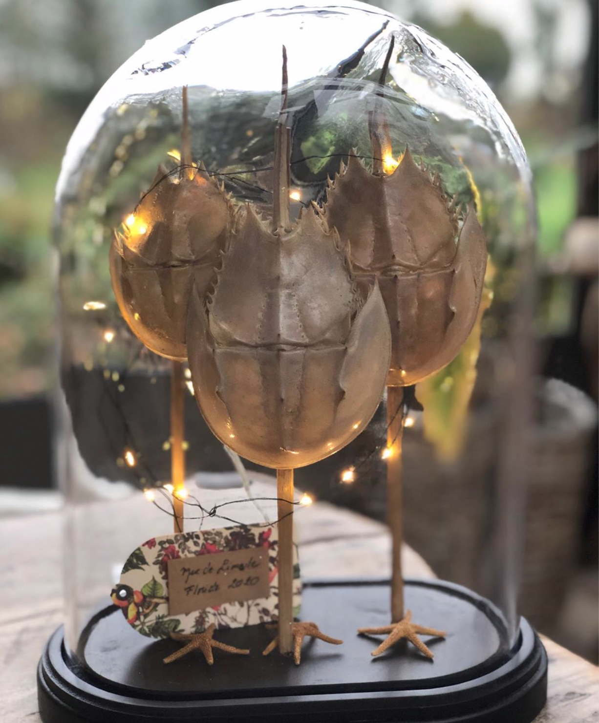 curiosité sous cloche