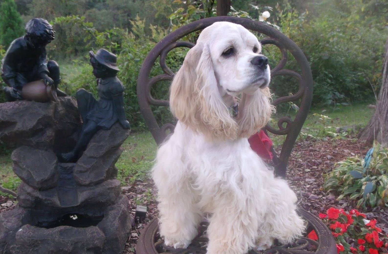 AKC Cocker Spaniel Breeders Mt Airy NC