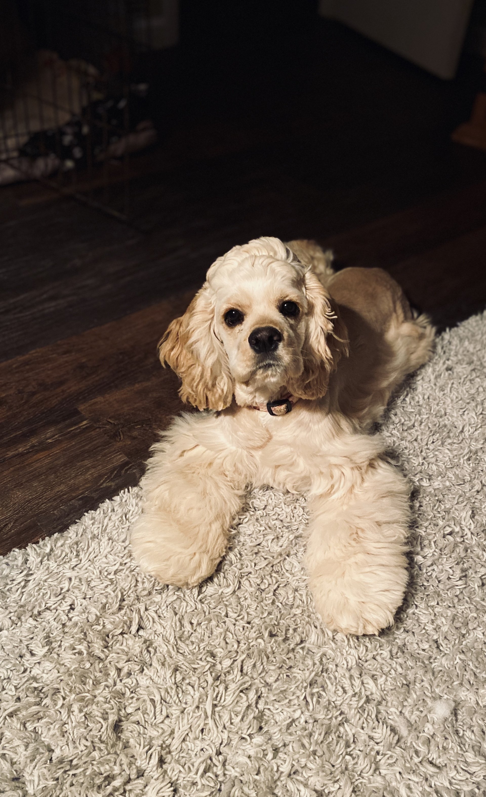 Mayberry Ladies | Cocker Spaniel Breeders