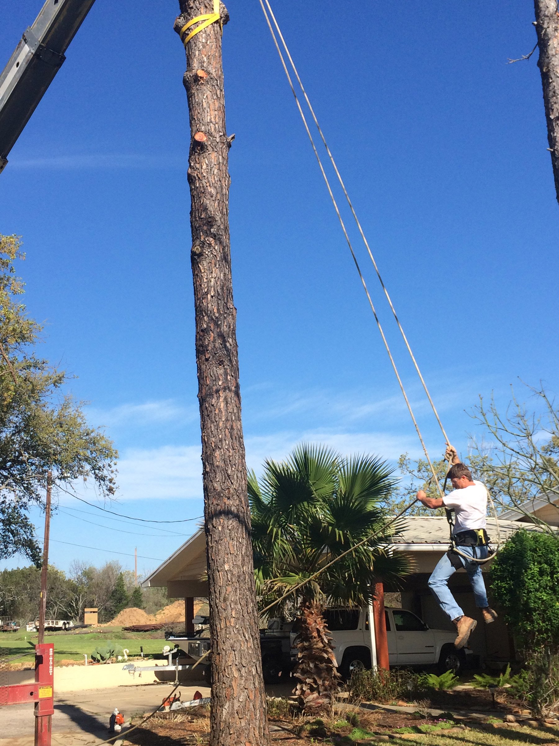 Tree Trimming & Removal | Riggs Tree Service
