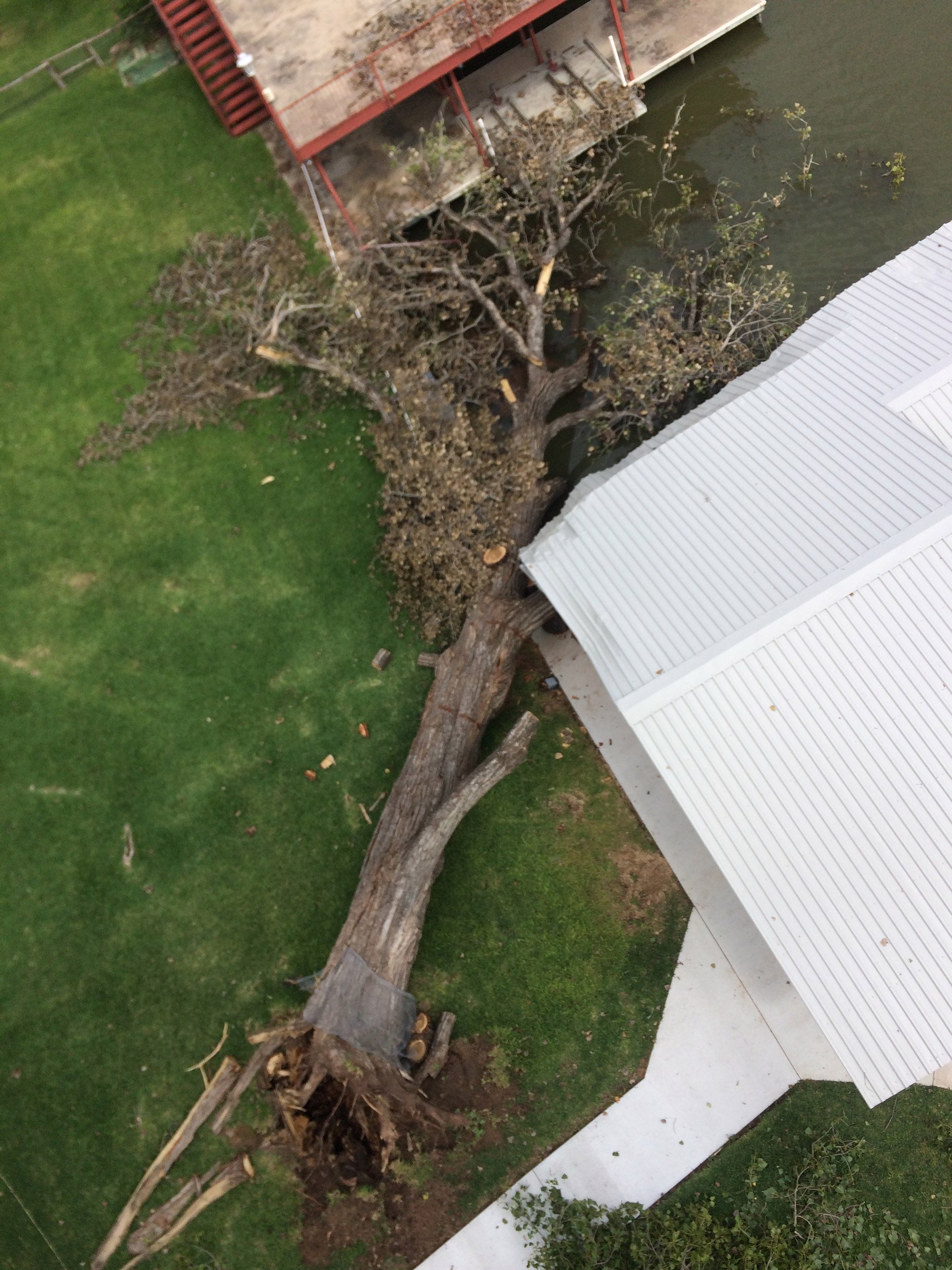 Tree Trimming & Removal | Riggs Tree Service