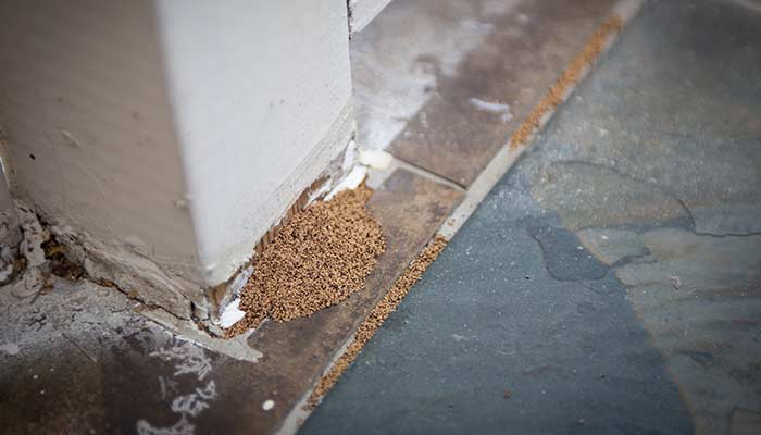 Termite Removal Service l Naples, FL | Harp’s No Risk Pest Control