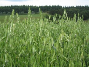 Winter oat Varieties - Senova