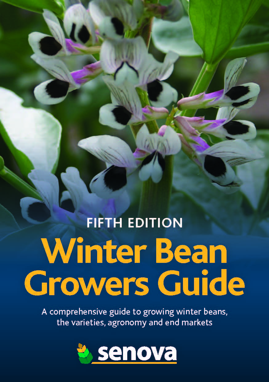 Winter Bean Varieties - Senova