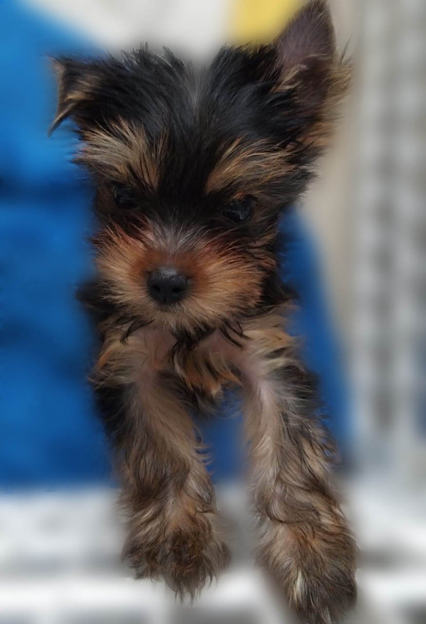 Cachorros Yorkshire Terrier en Venta | Cachorros Teacup