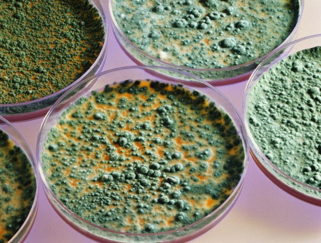 Global Indoor Health Network - Types of Mold