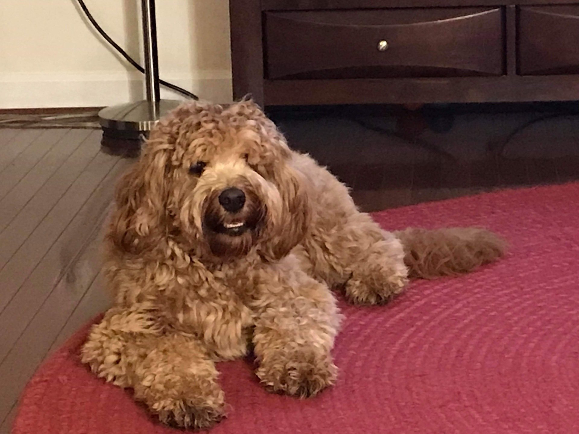 Miniature Goldendoodle | Waynesboro, VA