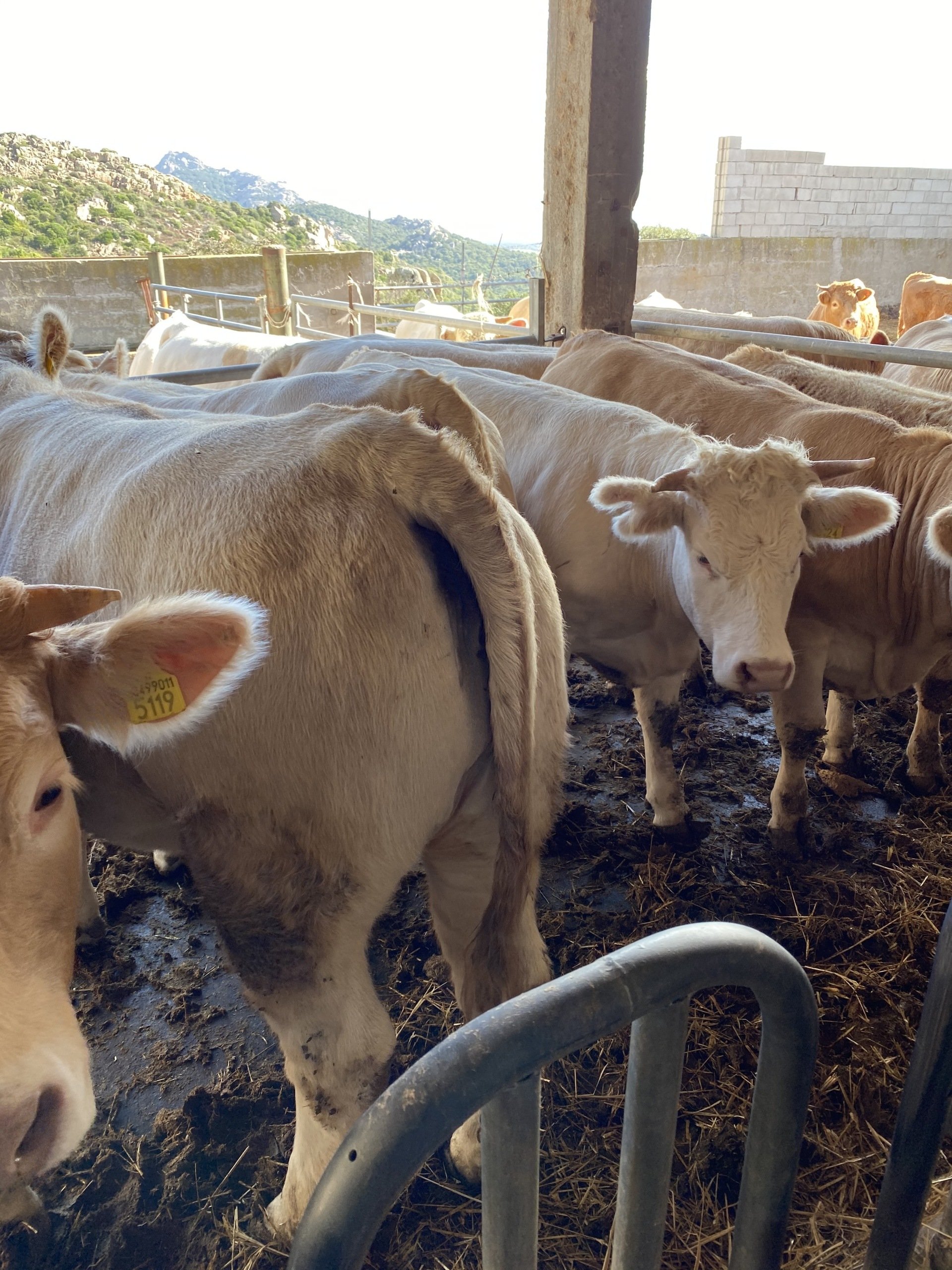 Carne sarda | Olbia, SS | Macelleria Cossu