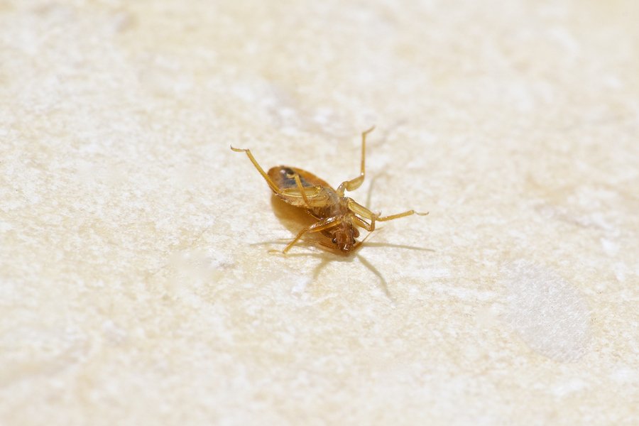 Exterminator, Residential & Commercial Pest Control Services: Reno, NV