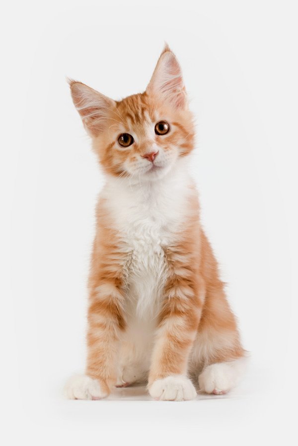 Cats On Holiday Cat Motel | Boutique Boarding Cattery in Timaru