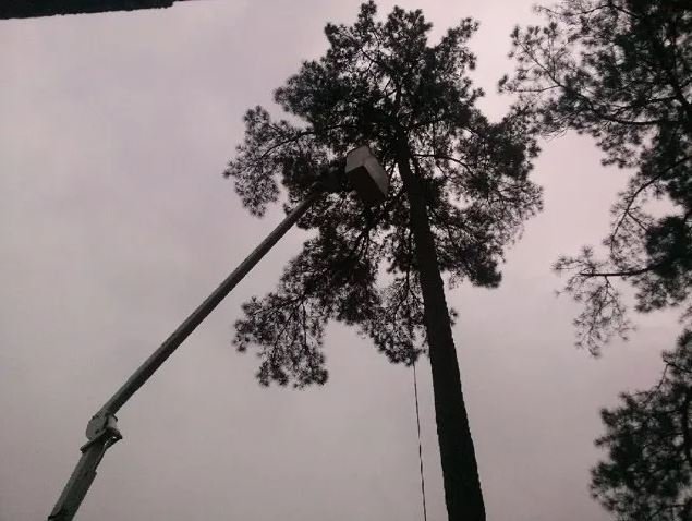 Gallery - Affordable Carolina Tree Service