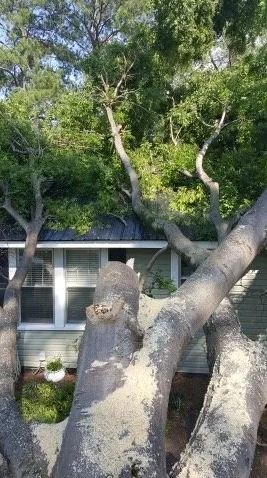 Gallery - Affordable Carolina Tree Service