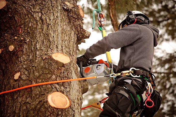 Columbia, SC | Affordable Carolina Tree Service