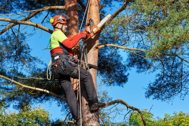 Columbia, SC | Affordable Carolina Tree Service