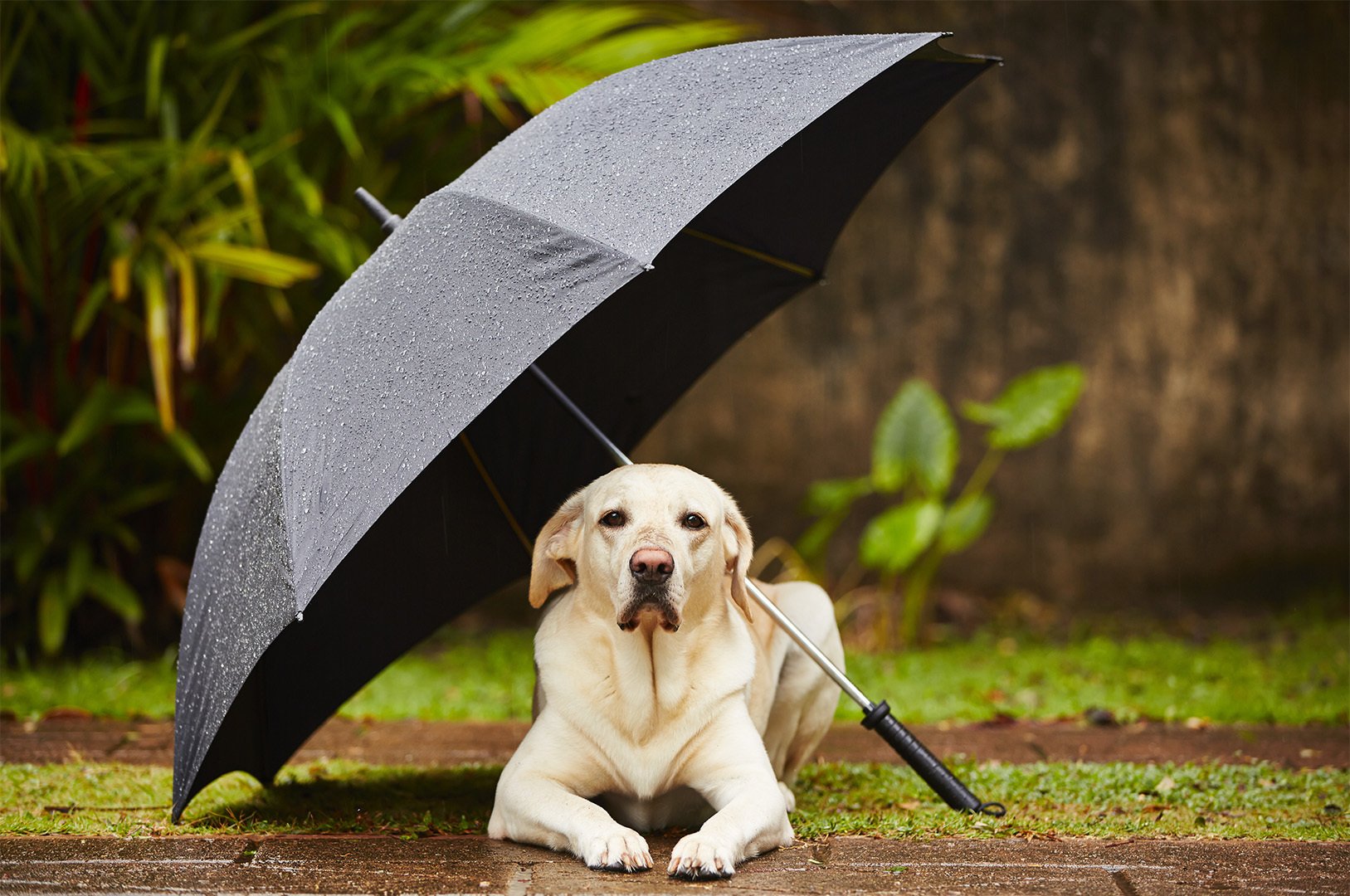 Designer Pet Clothing & Accessories | Cocos Pet Emporium