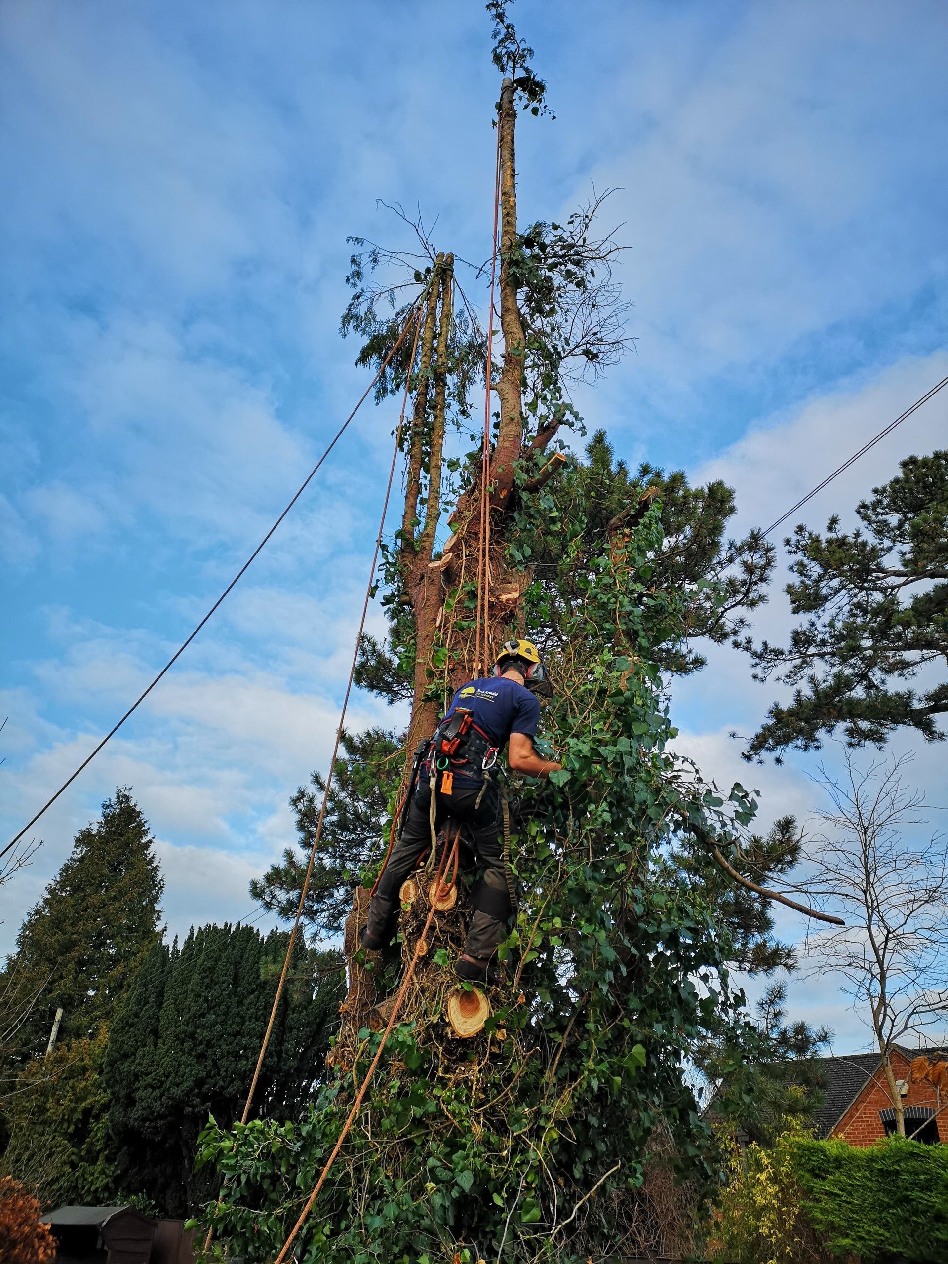 Photo Gallery - Chris Arnold Tree Surgery