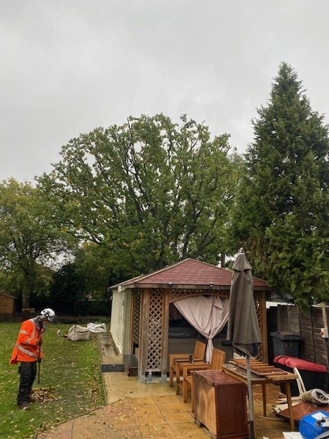 Chris Arnold Tree Surgery