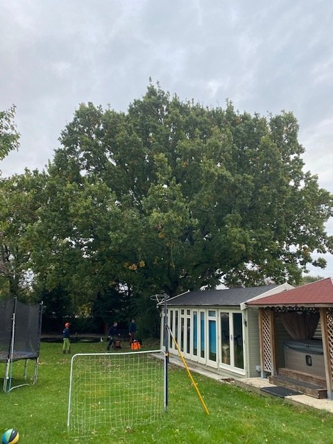 Chris Arnold Tree Surgery