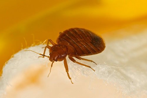 Bed Bugs | Santa Fe, New Mexico | Rocky Mountain Pest Control