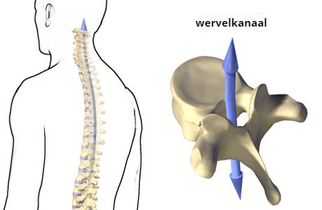 2 ANATOMIE