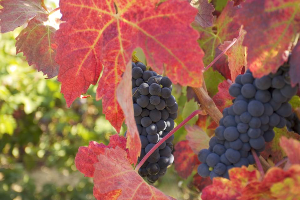 Plant Nutrition| Salerno | Tecnobell is an Italian fertilizer producer