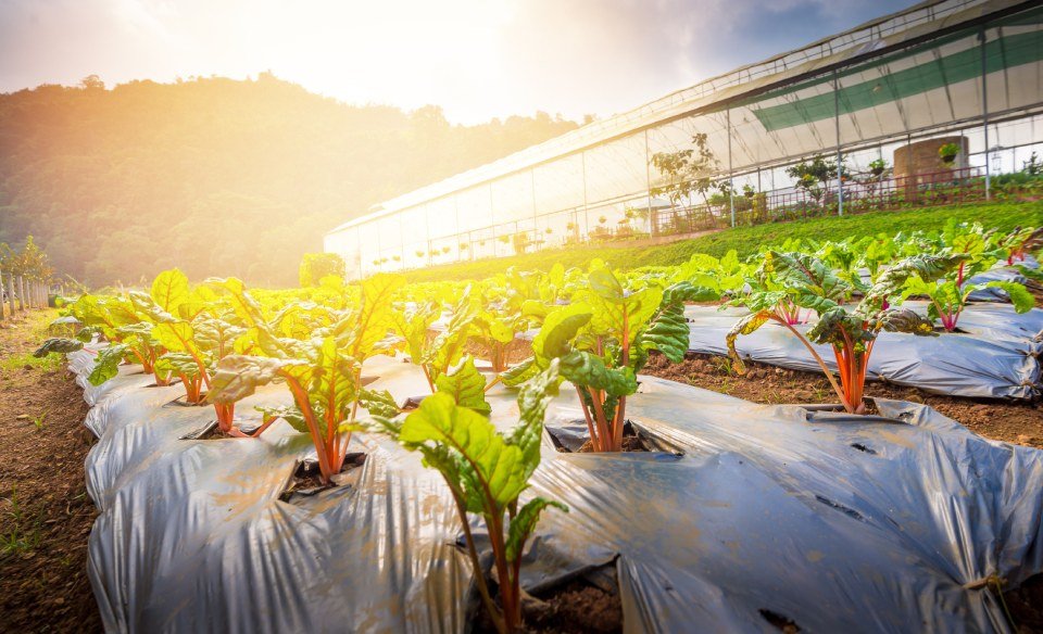 Plant Nutrition| Salerno | Tecnobell is an Italian fertilizer producer