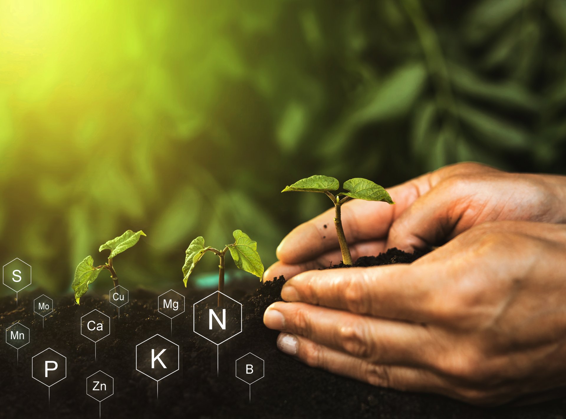 Microelements for plants: what is important to know?