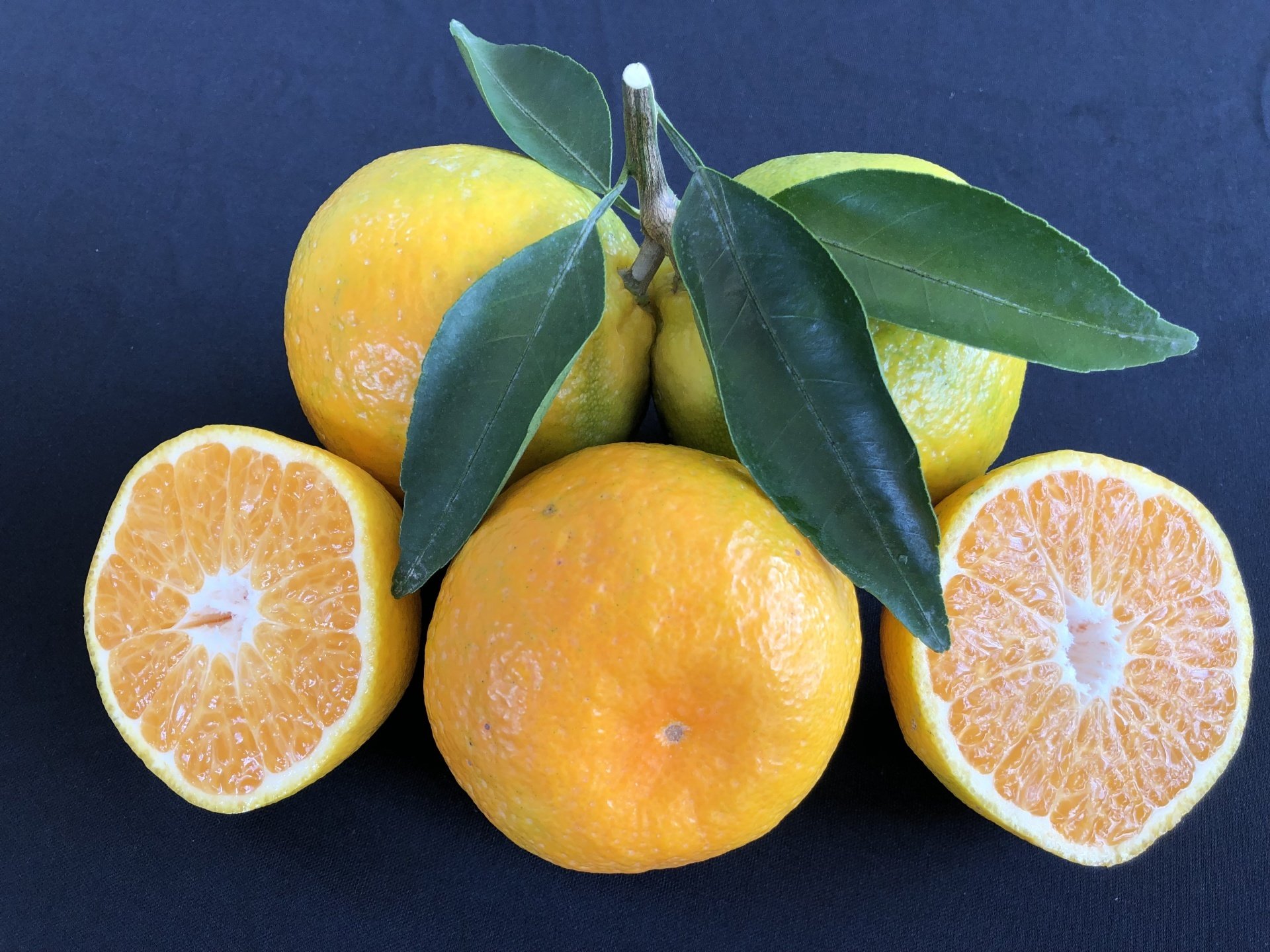 Tangerina de Verão RBC