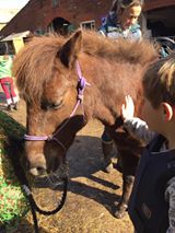 Horse riding school | The Holistic Horse & Pony Centre