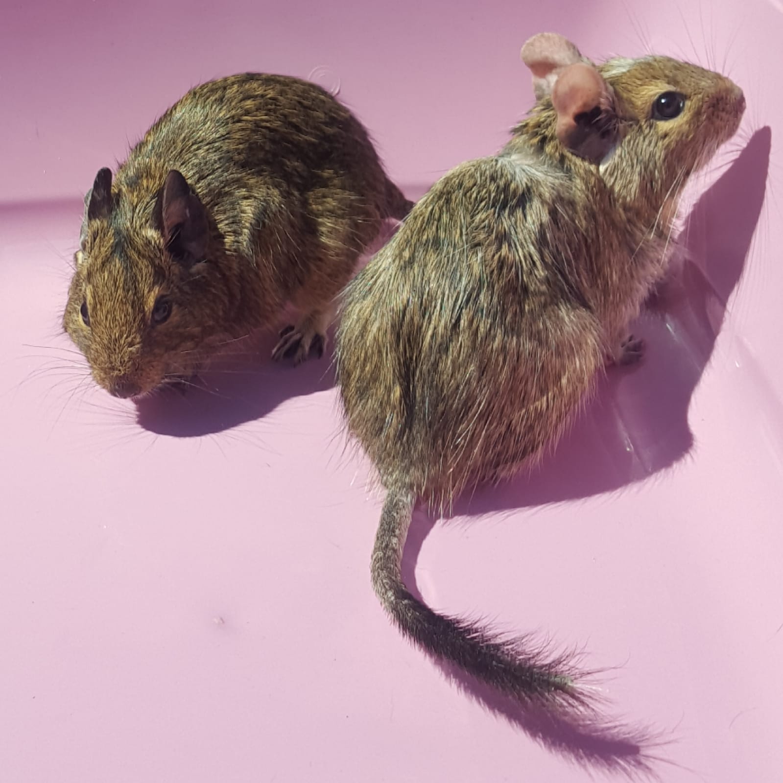 Degu care