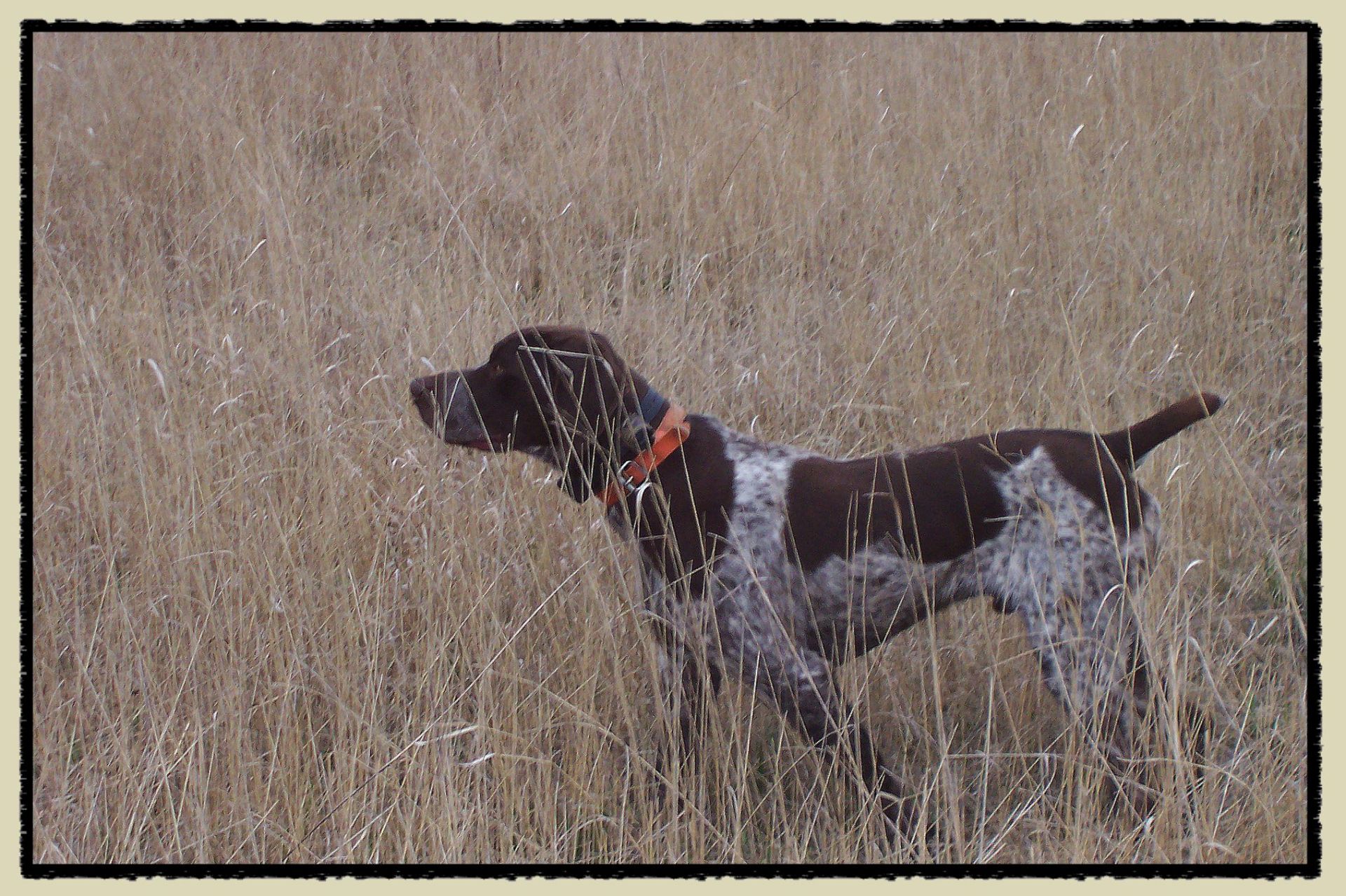 German Shorthair Pointer, puppy, Hunting Dogs, Hunting Dog Training