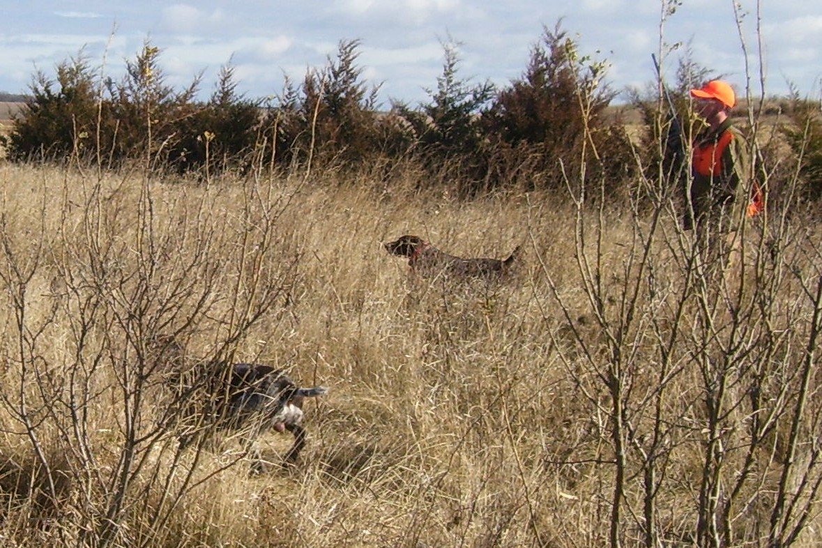 Pheasant Hunting Photos