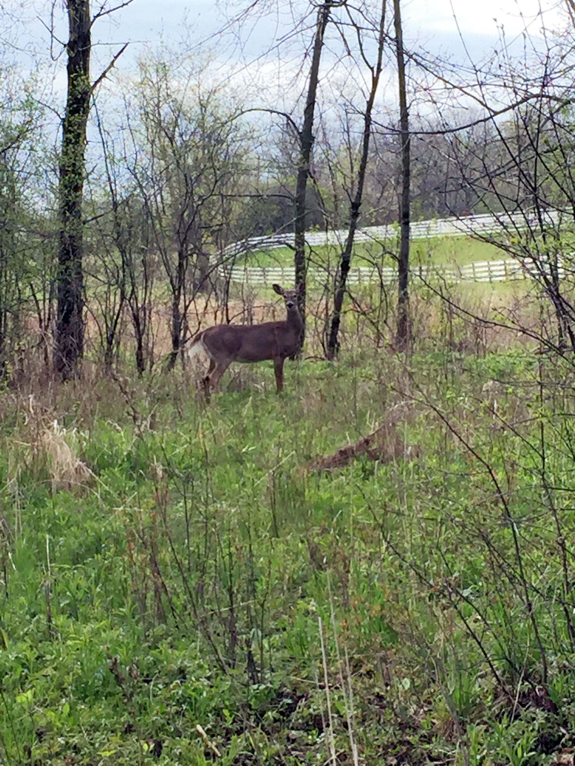 About Stonebridge Farm