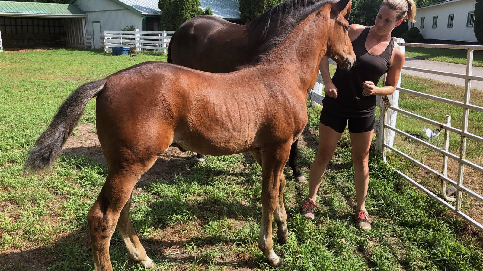 About Stonebridge Farm